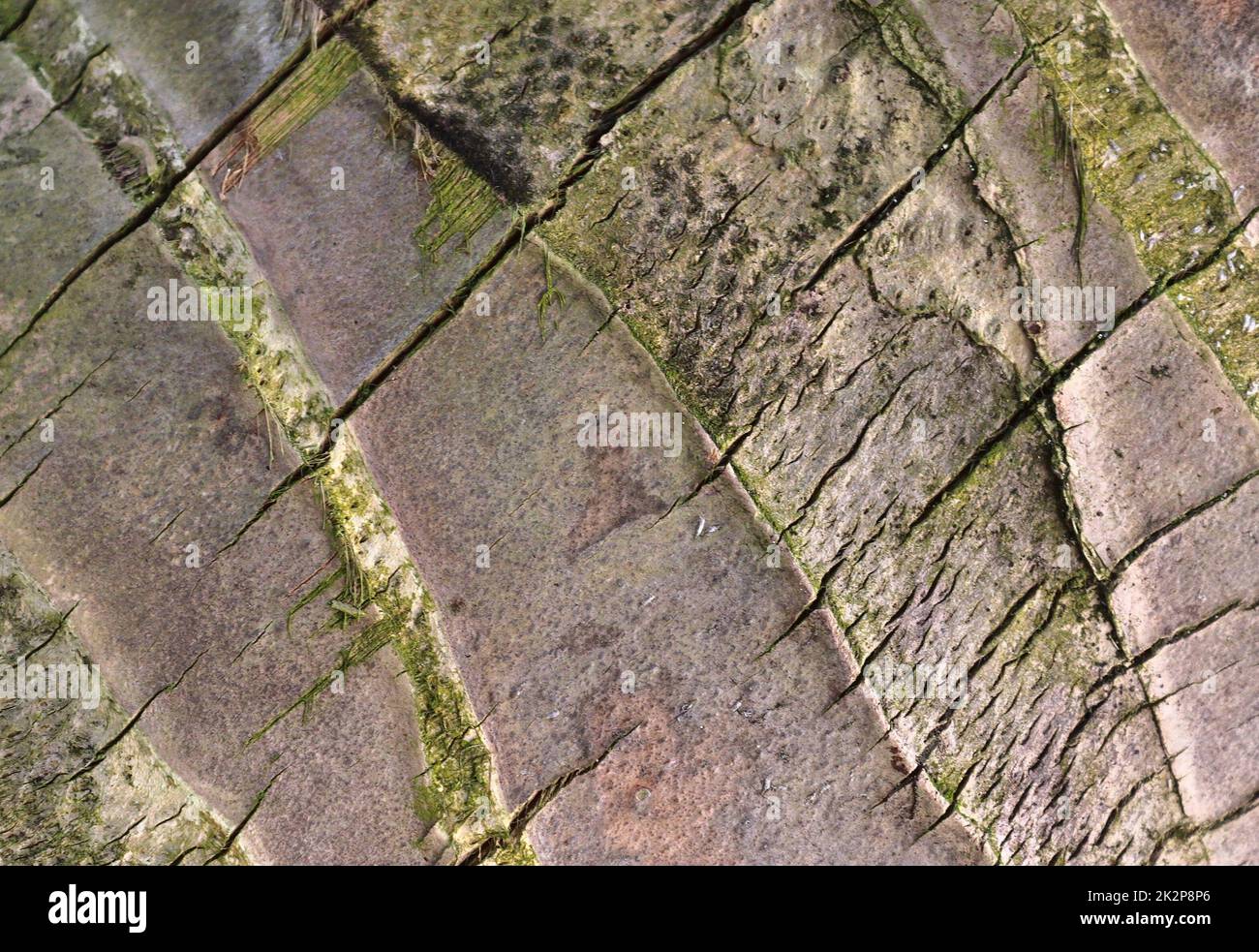 Close up at very detailed tree bark texture in high resolution Stock ...
