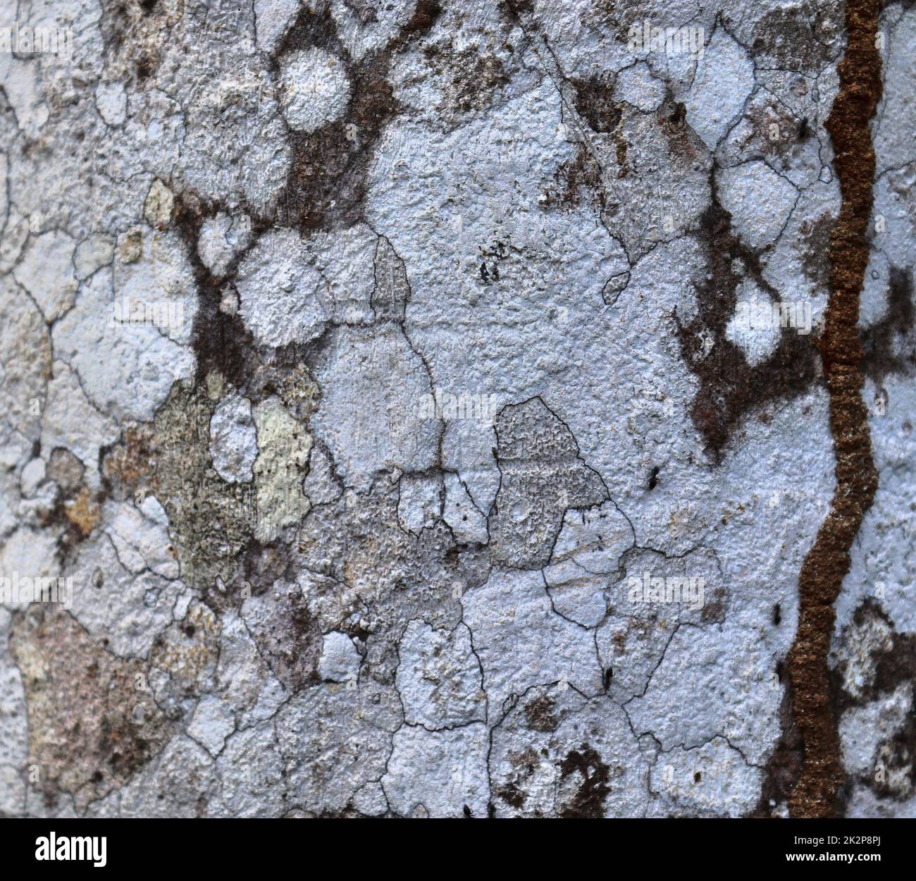 Close up at very detailed tree bark texture in high resolution Stock ...