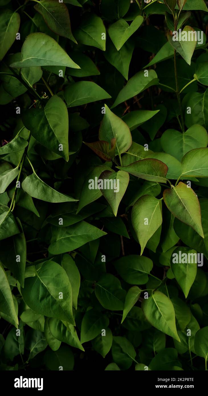Green leaves texture background Stock Photo - Alamy