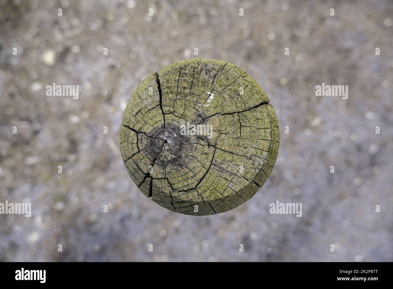 Cross section trunk life years hi-res stock photography and images - Alamy