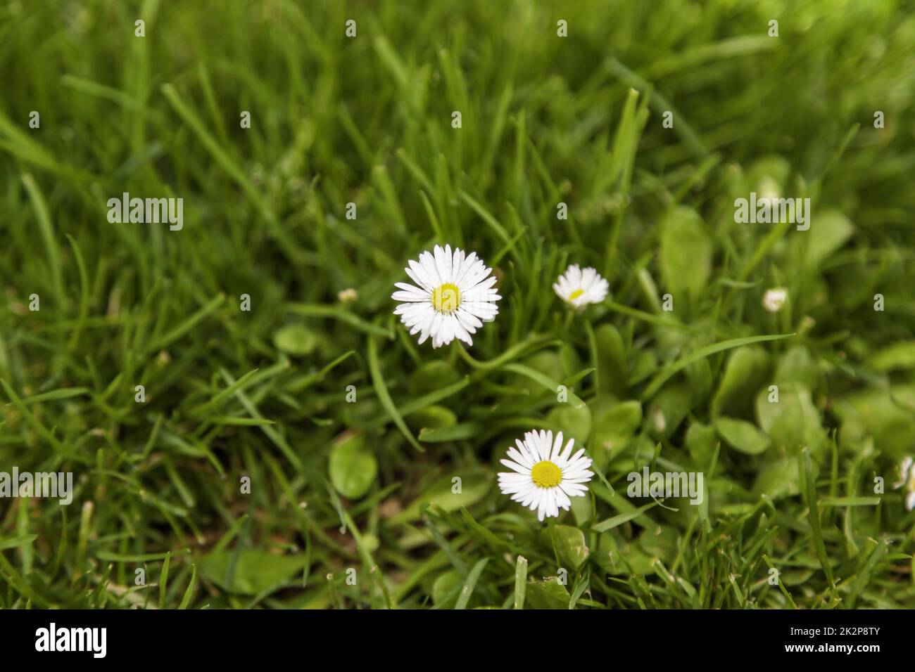 Field of summer daisies hi-res stock photography and images - Alamy