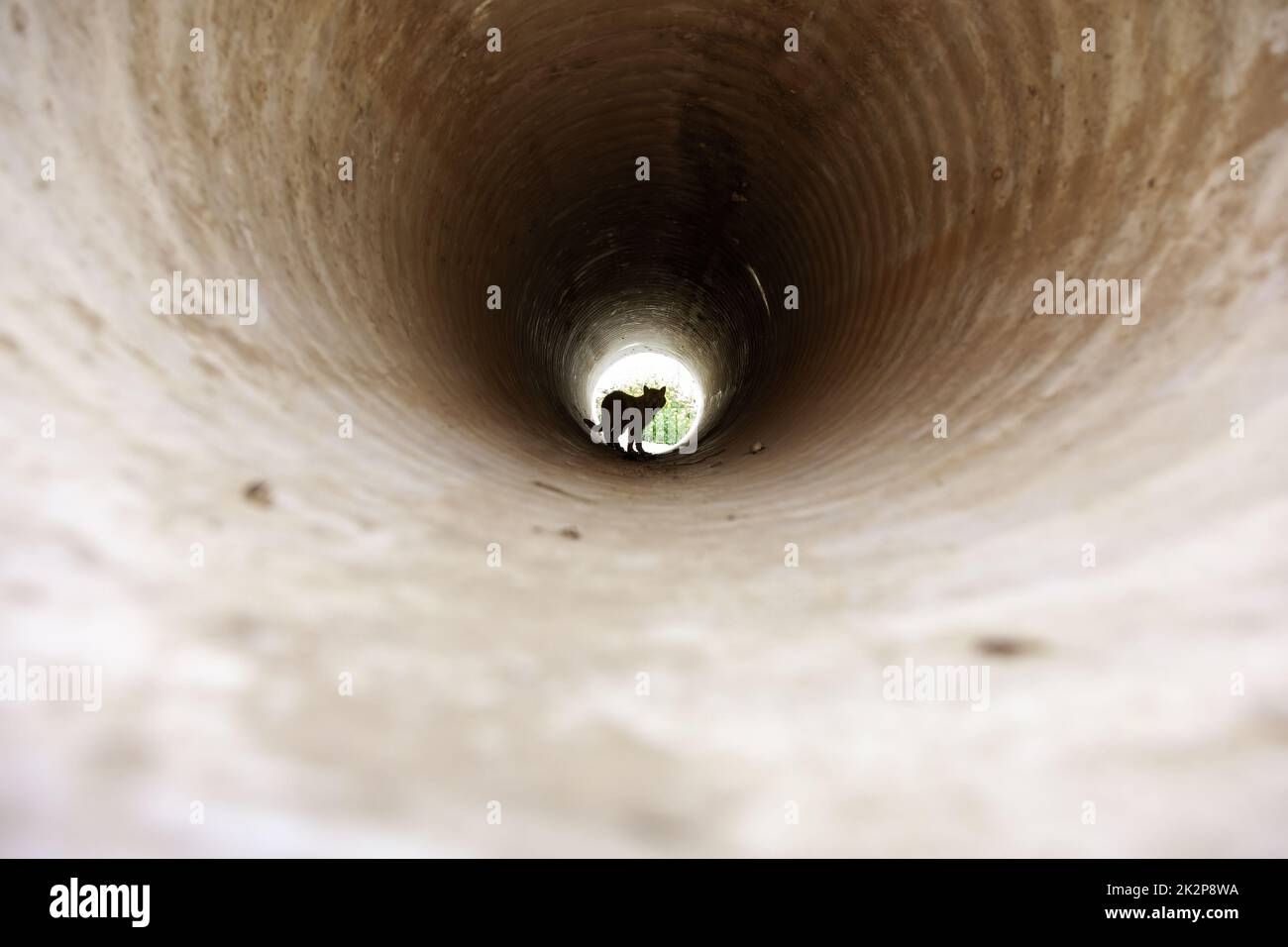 Stray cat in a pipe Stock Photo - Alamy