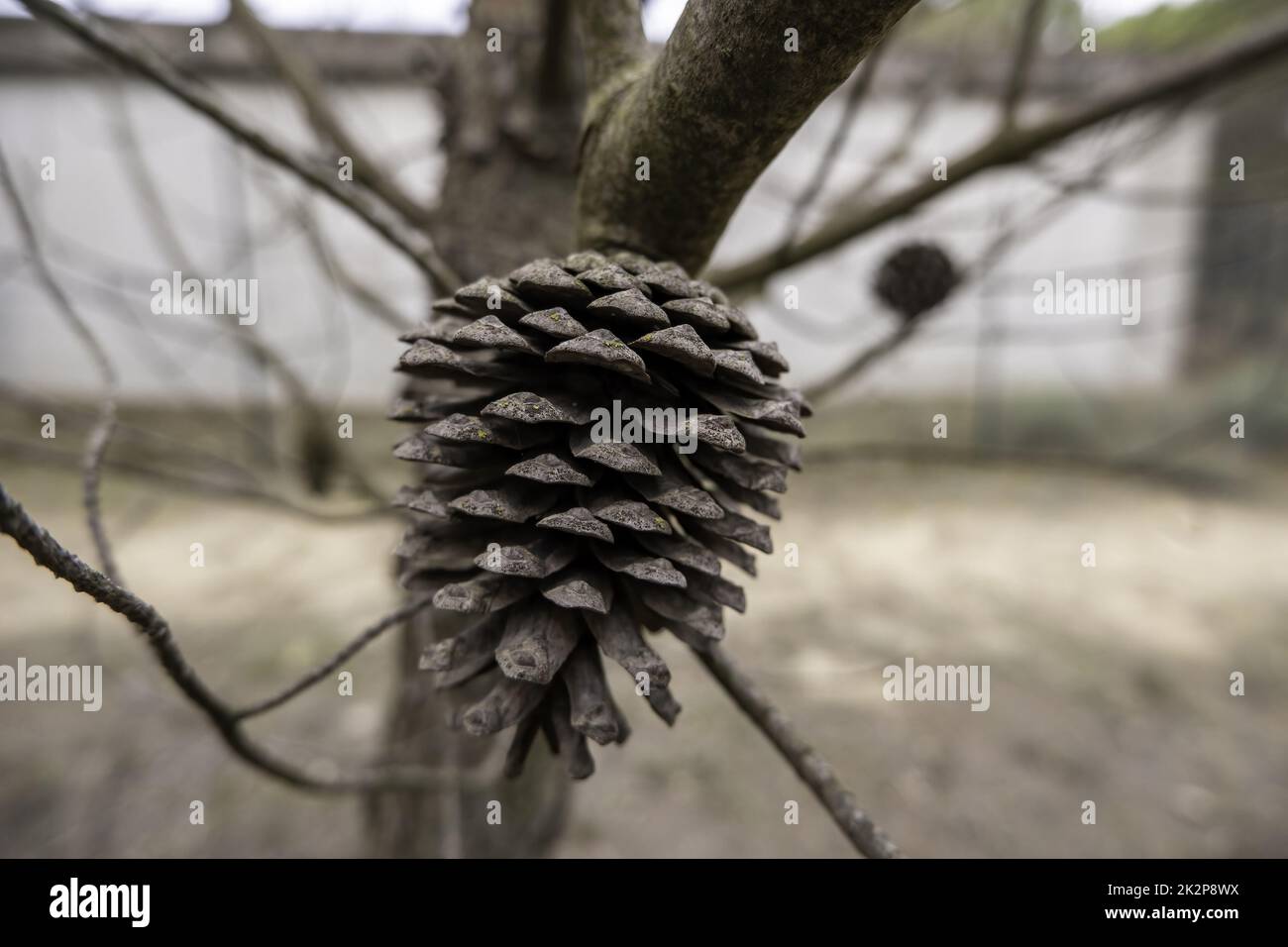 Dry pineapple tree Stock Photo - Alamy
