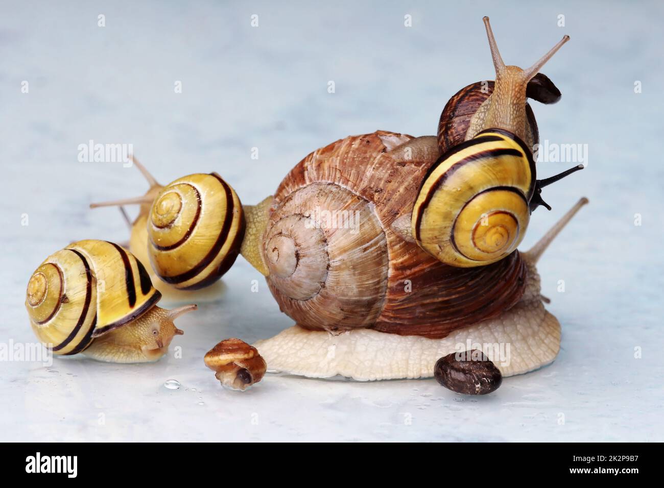 Pile of snail shells hi-res stock photography and images - Alamy