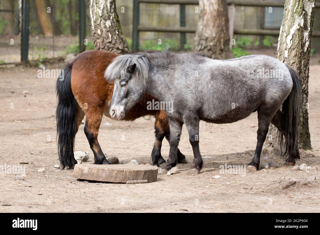 Ponies on the farm Stock Photo - Alamy