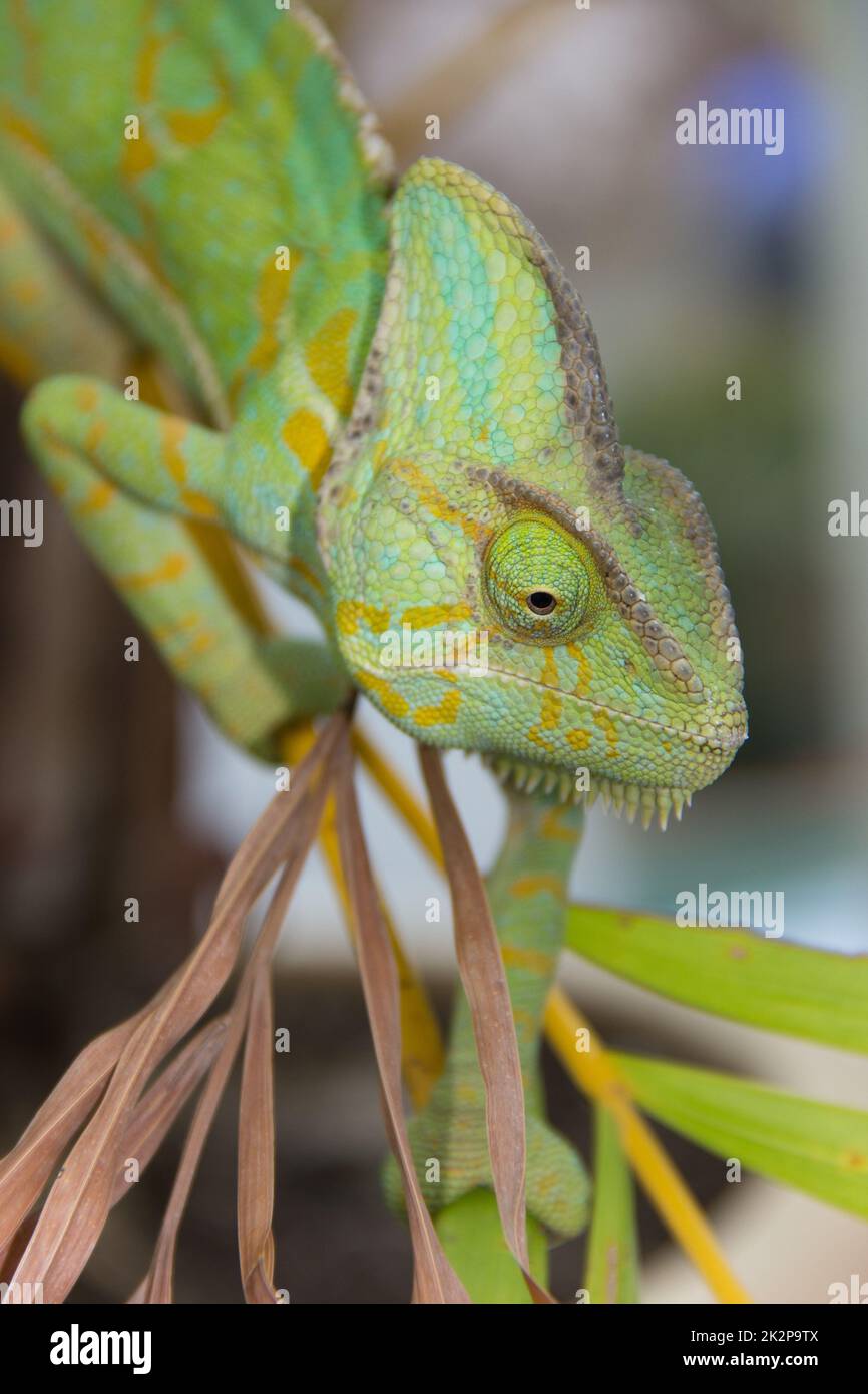 Chameleon climbing on branch Stock Photo - Alamy