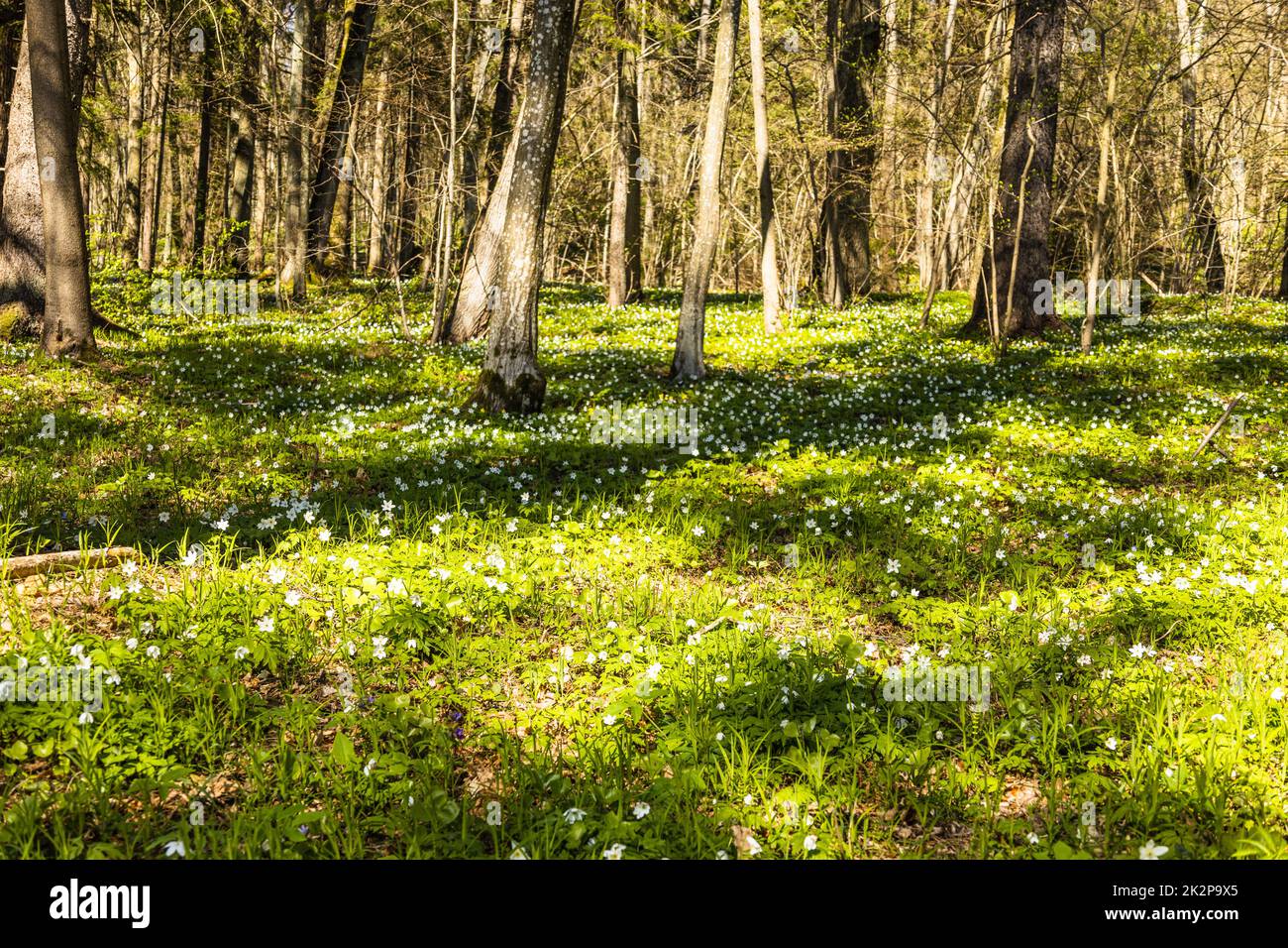 Spring forest landscape with white anemones blooming Stock Photo - Alamy