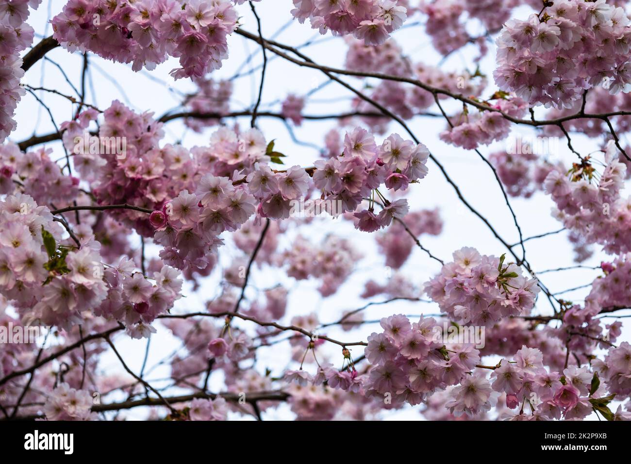 Beautiful branches of pink Cherry blossoms or sakura on the tree under ...