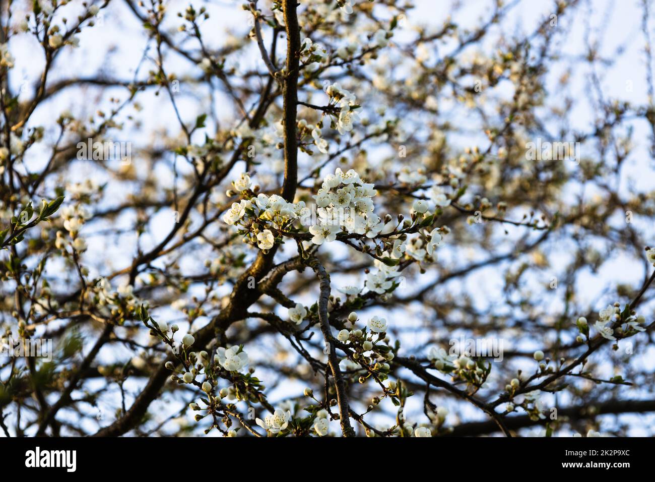 Close up of decorative cherry flowers in small clusters on a cherry ...