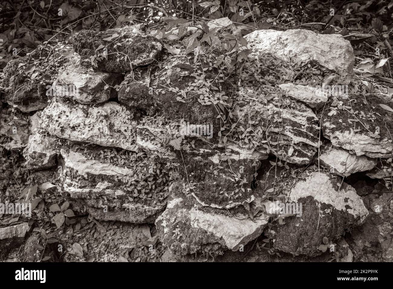 Tropical jungle plants trees rocks stones Muyil Mayan ruins Mexico ...