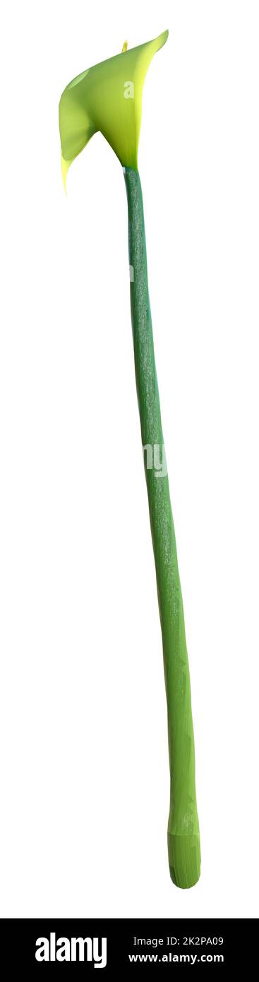 Calla lily palustris blooming hi-res stock photography and images - Alamy