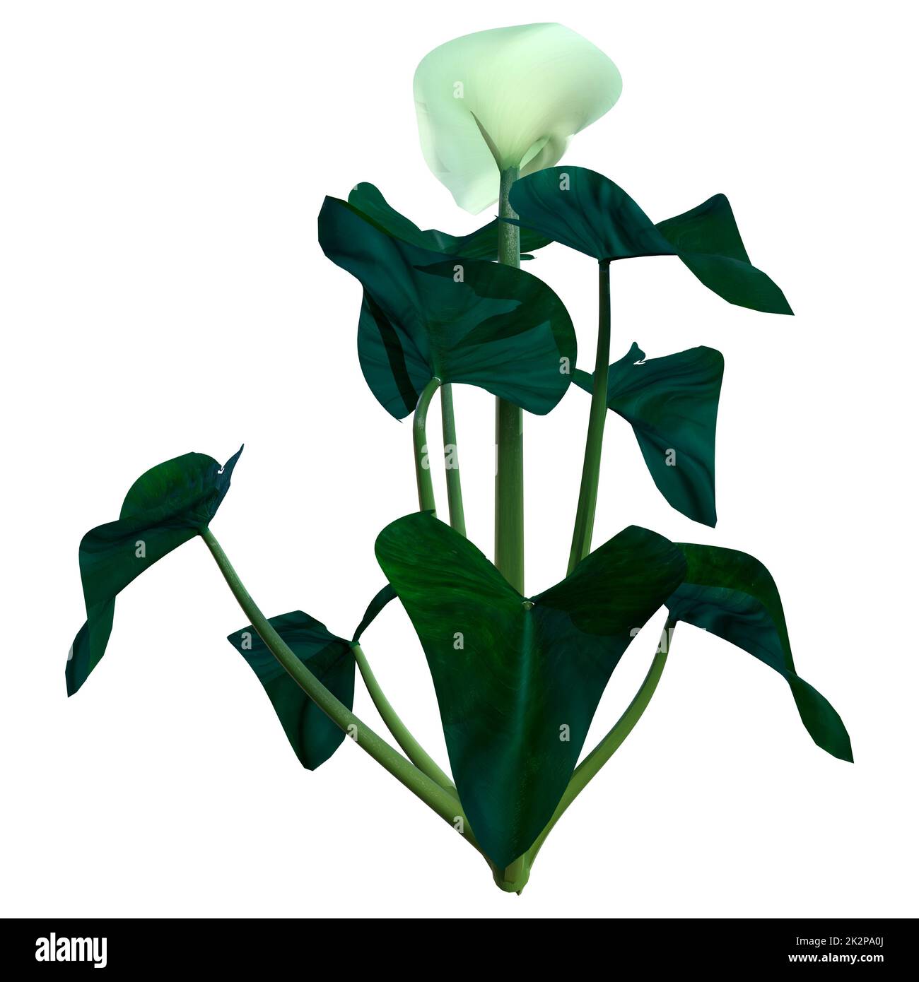 Calla lily flower illustration Cut Out Stock Images & Pictures - Alamy