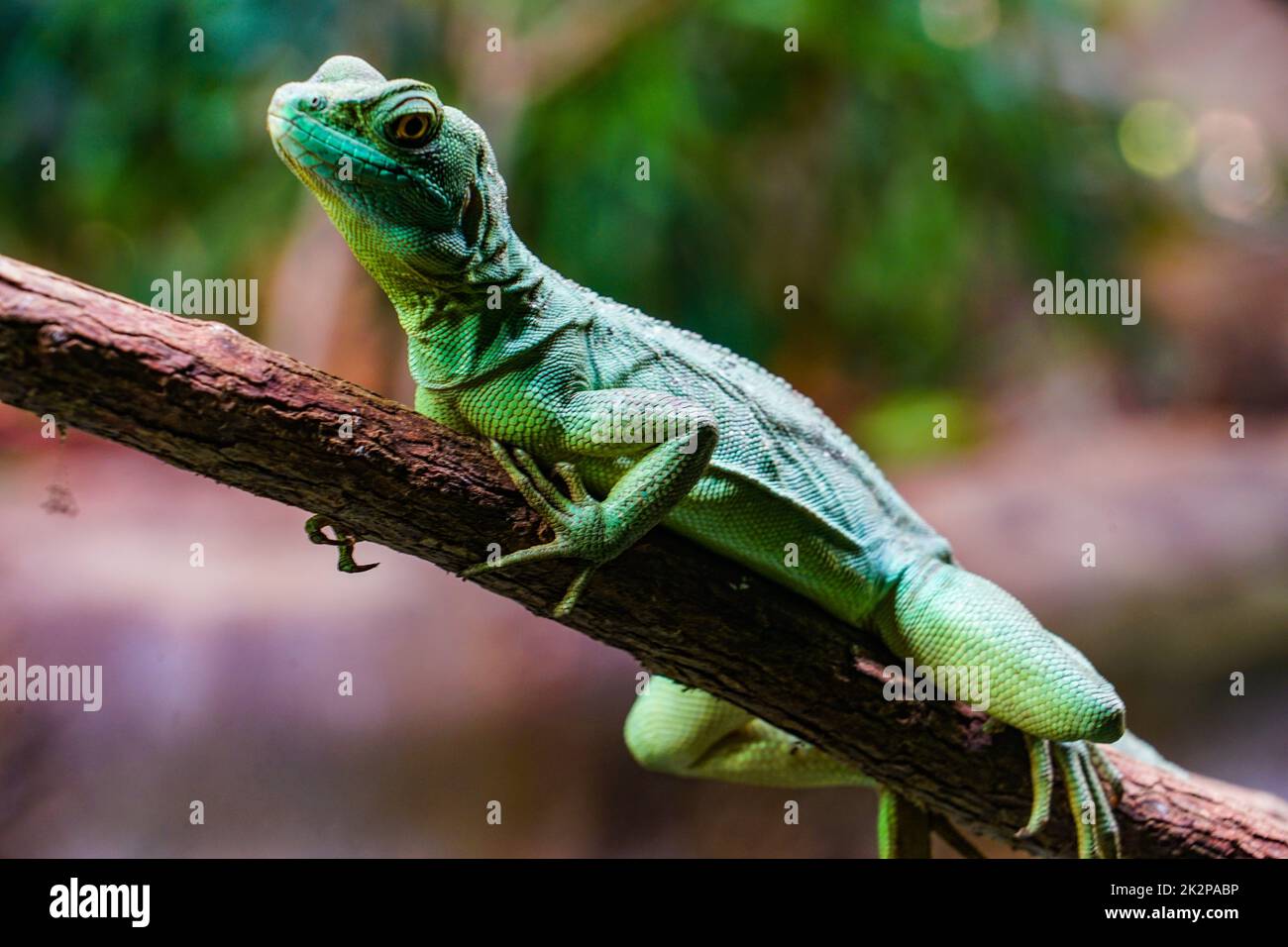 Green lizard that remain in the branch Stock Photo - Alamy