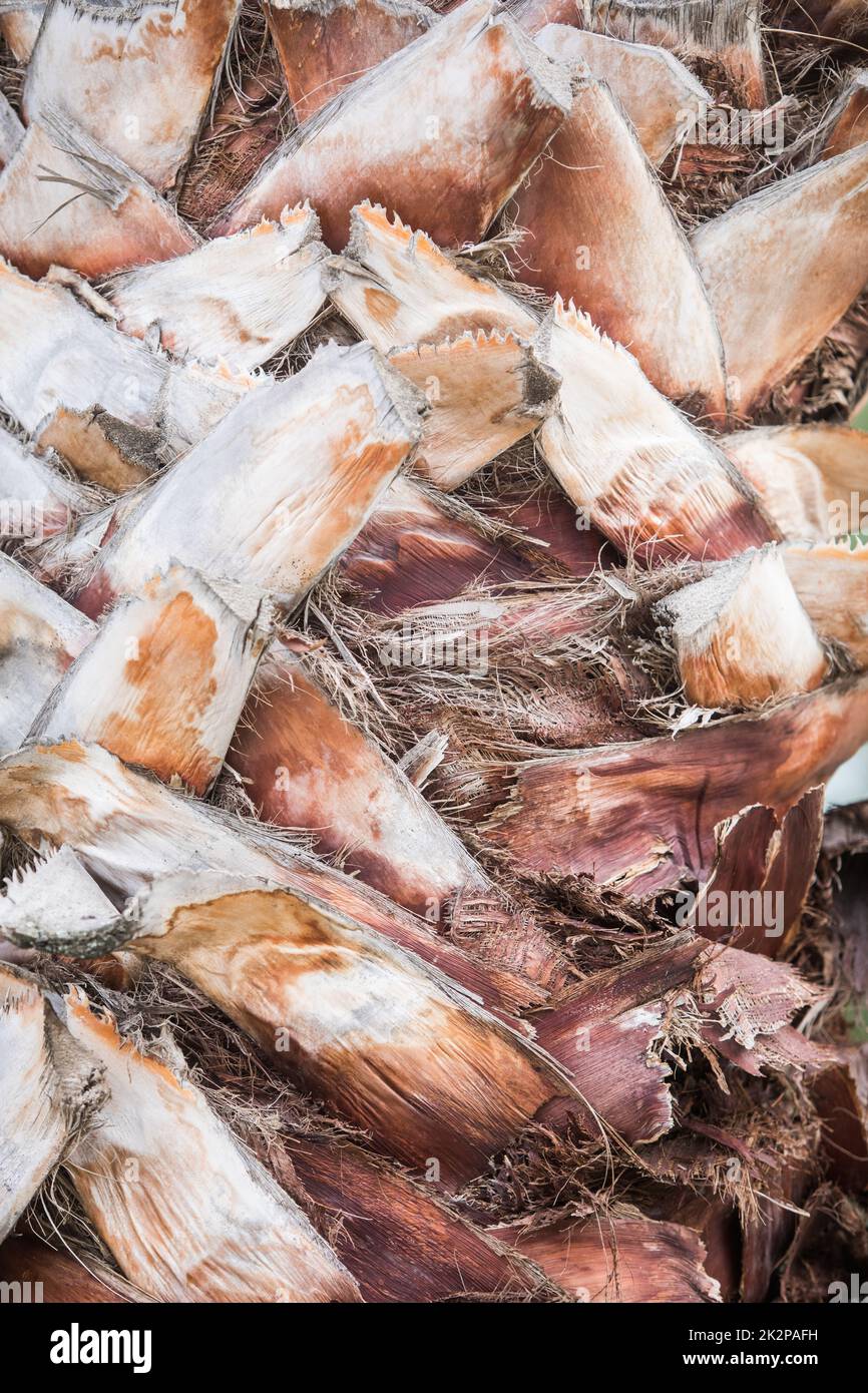 Trunk palm tree hi-res stock photography and images - Alamy