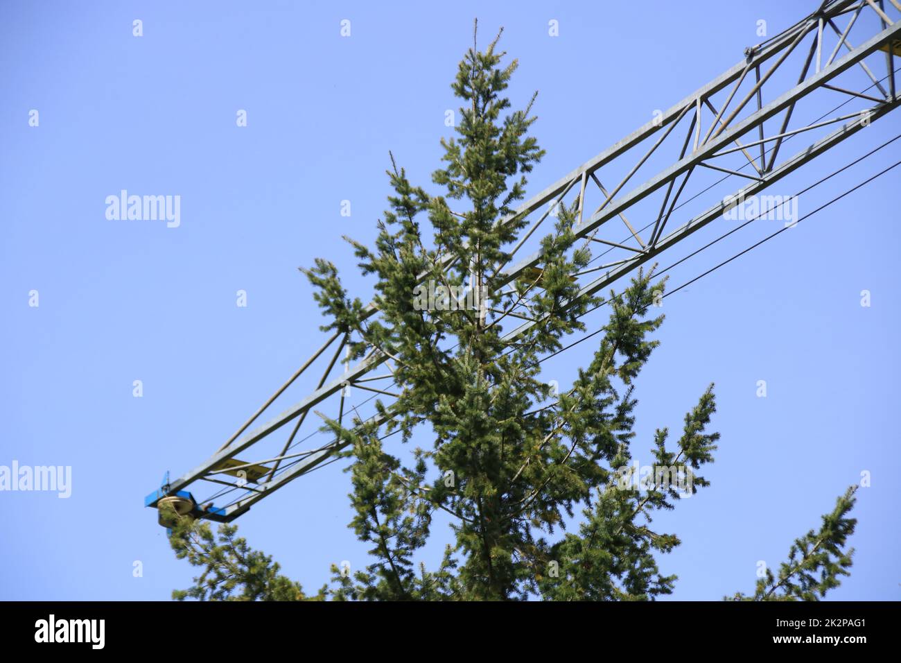 The boom of a construction crane snaps the top of a tree Stock Photo ...