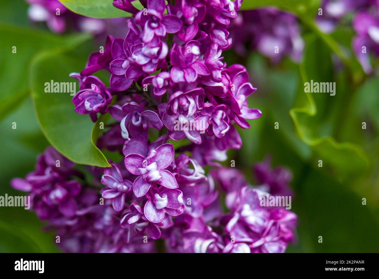 Lilac macro hi-res stock photography and images - Alamy