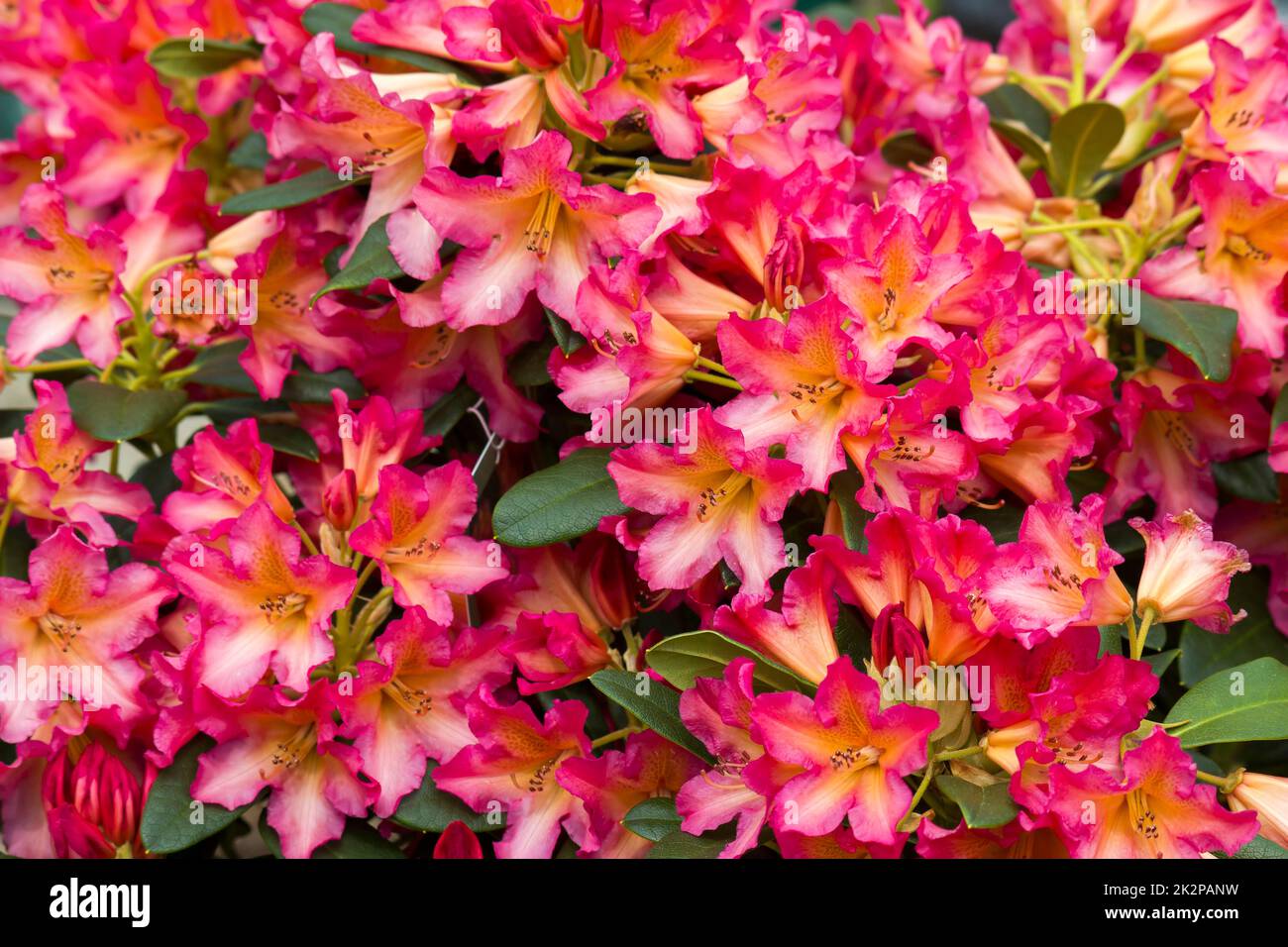 Blooming red rhododendron flowers in a garden Stock Photo - Alamy