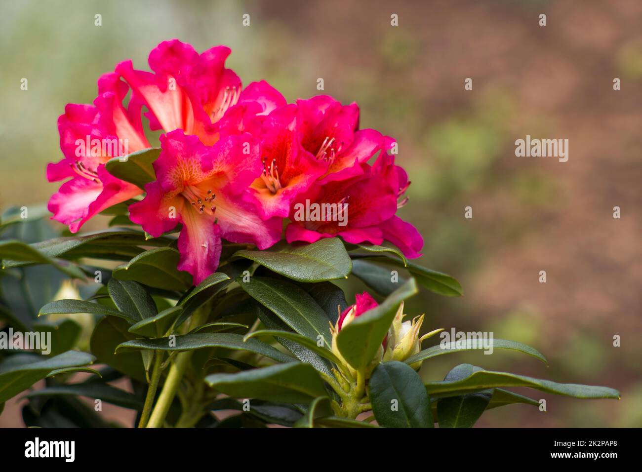 Blooming red rhododendron flowers in a garden Stock Photo - Alamy