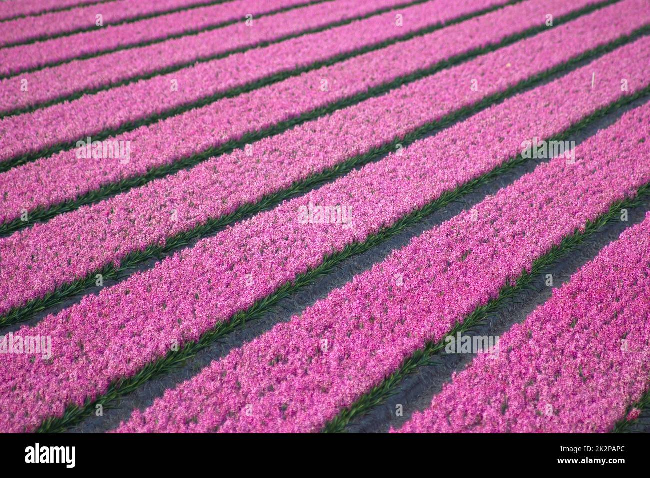 Hyacinth field in netherlands hi-res stock photography and images - Alamy