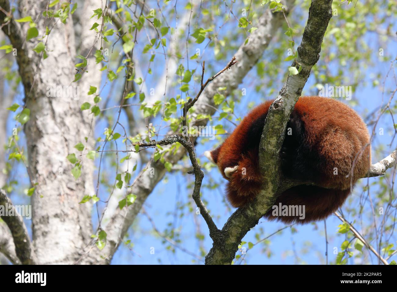 red panda sleeping on a tree - a mammal native to the eastern Himalayas ...