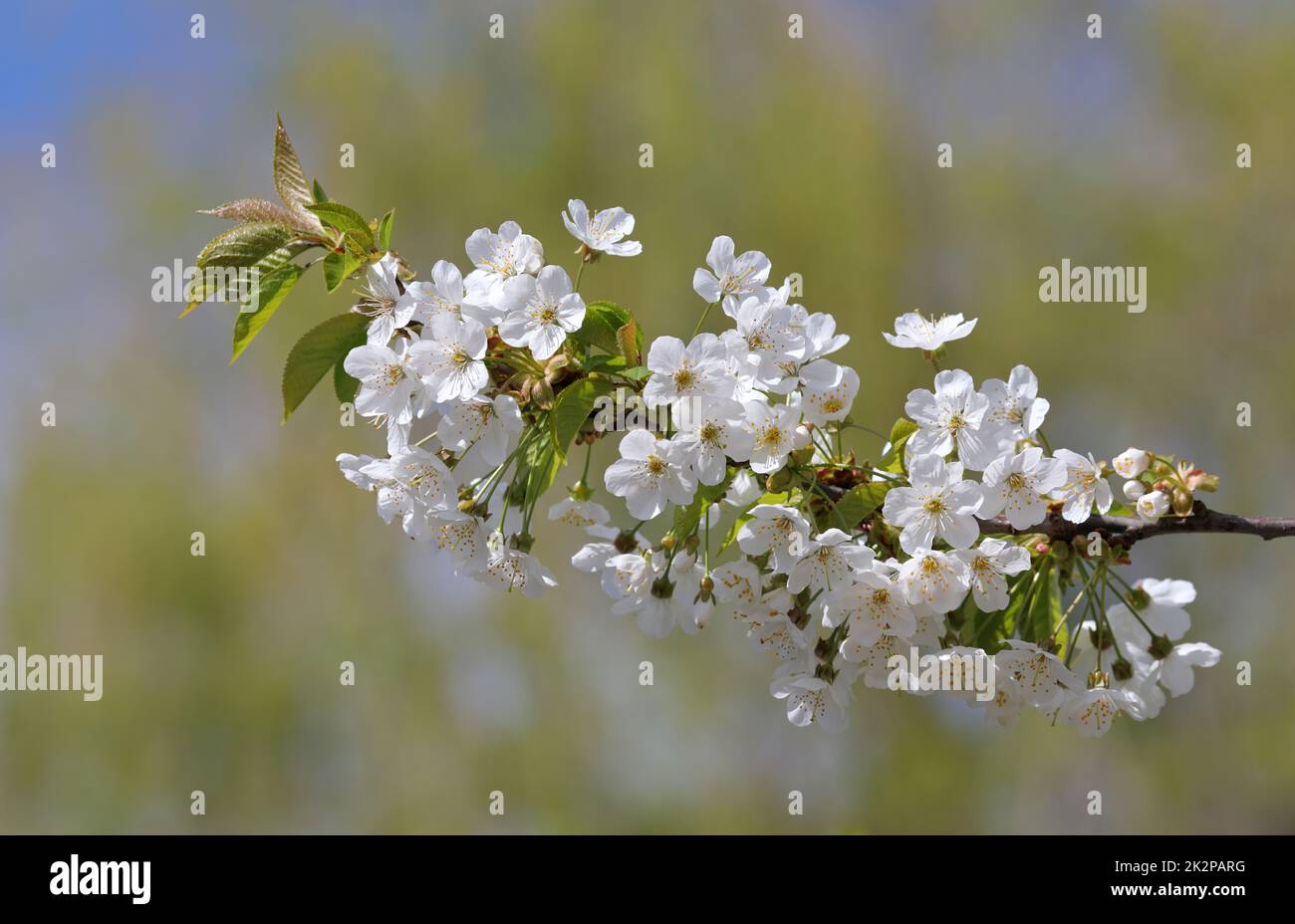 Flowers of a sour cherry tree in springtime Stock Photo - Alamy