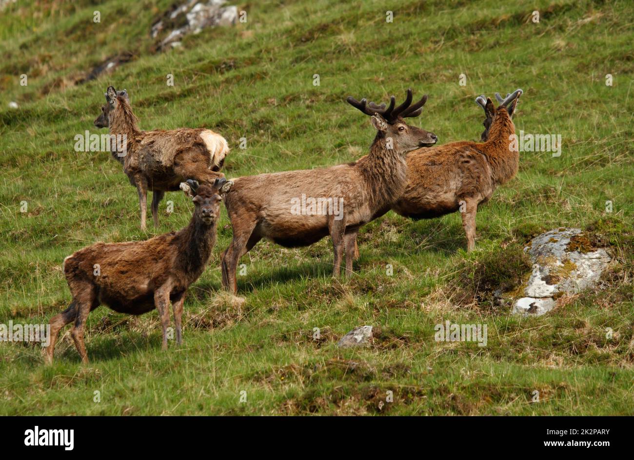 Close up of a red deer stag with velvet antlers in summer, Scotland ...