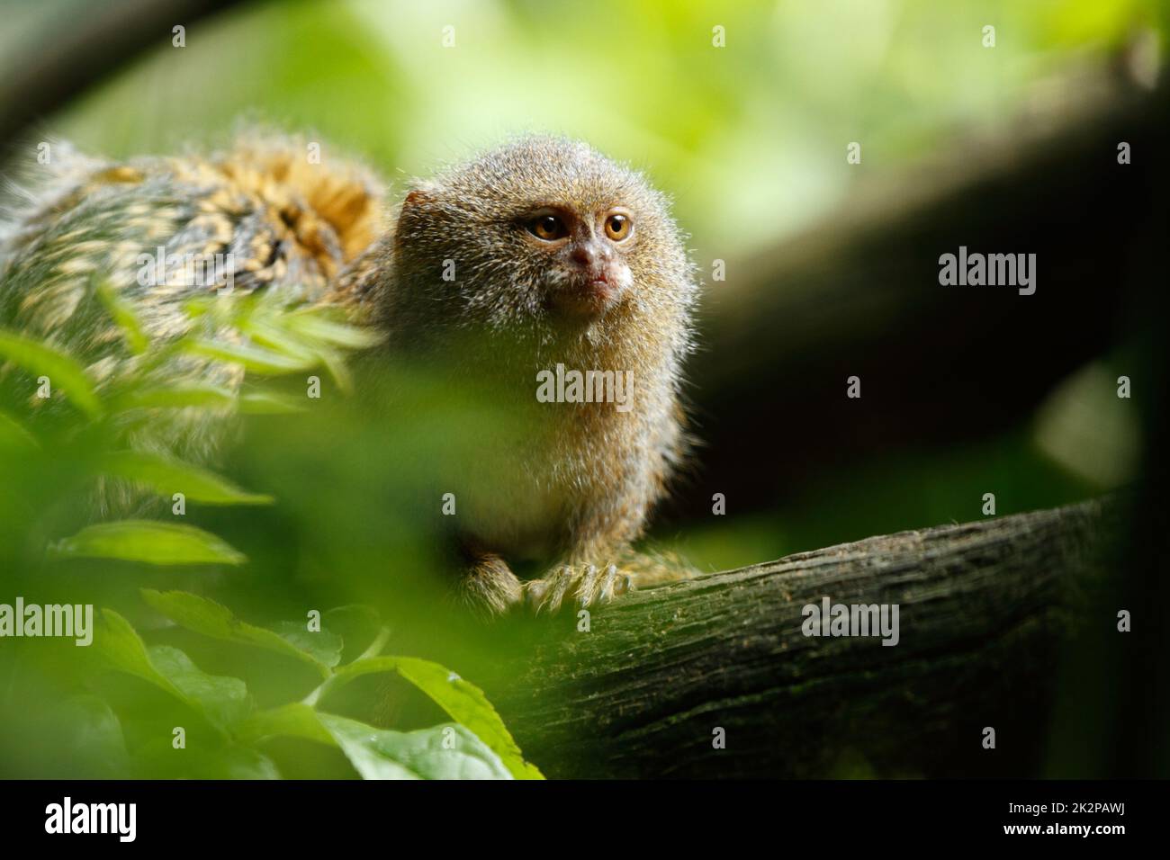 Peru family portrait hi-res stock photography and images - Alamy