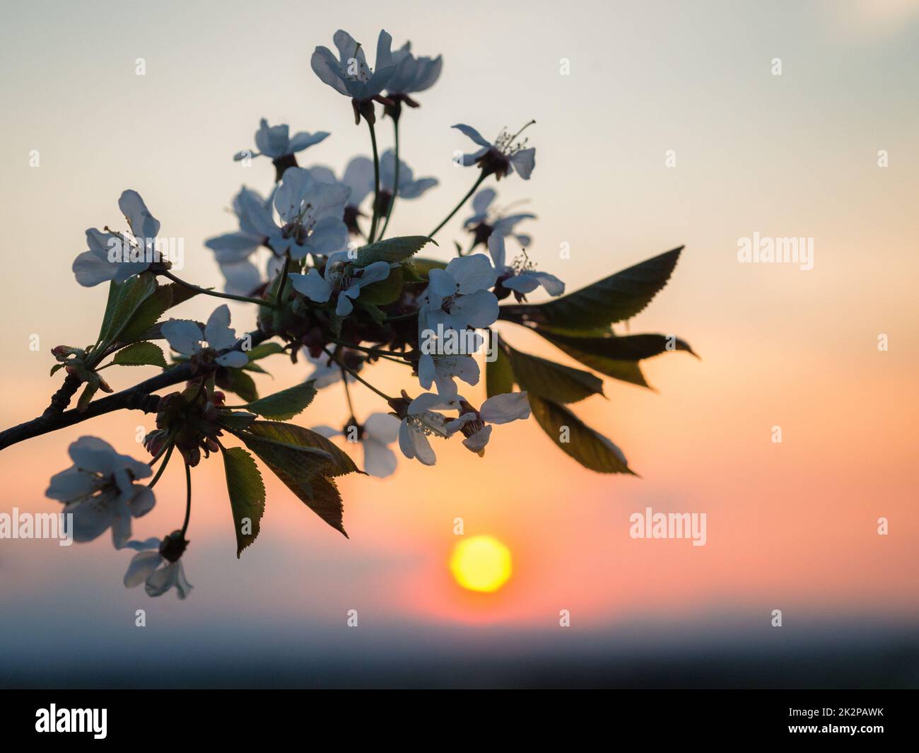 Sunset behind a blossoming cherry blossom tree Stock Photo - Alamy