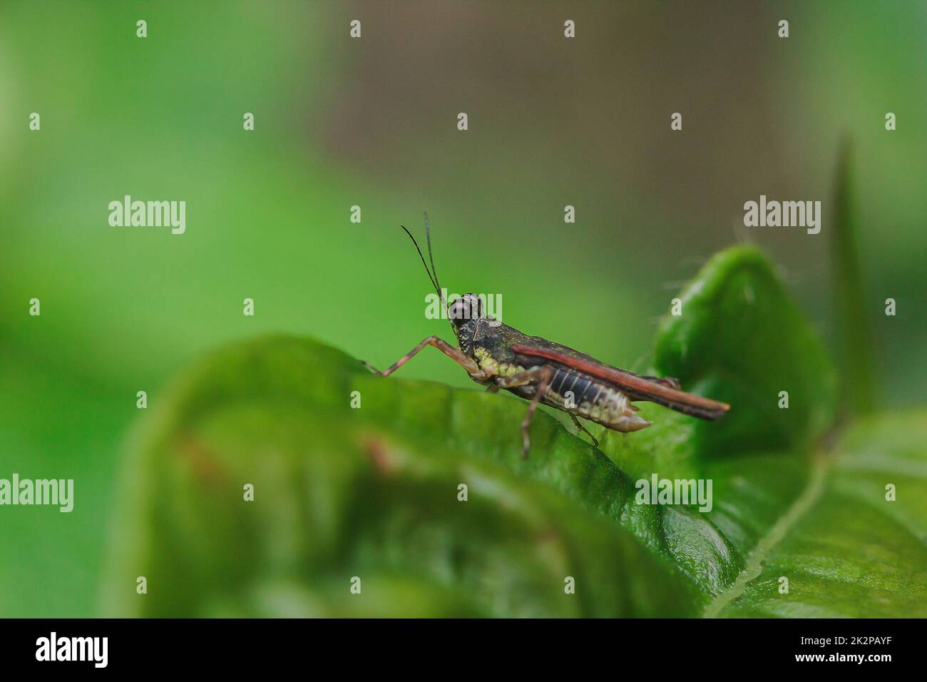 Small brown grasshopper on leaves in nature Stock Photo - Alamy
