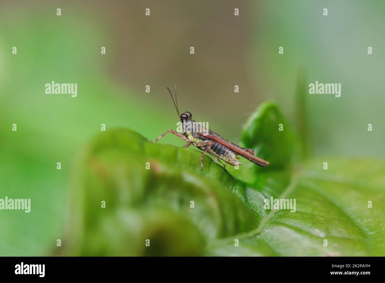 Small brown grasshopper on leaves in nature Stock Photo - Alamy