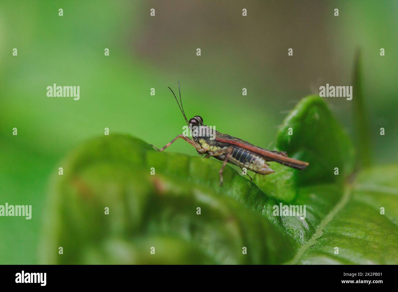 Small brown grasshopper on leaves in nature Stock Photo - Alamy
