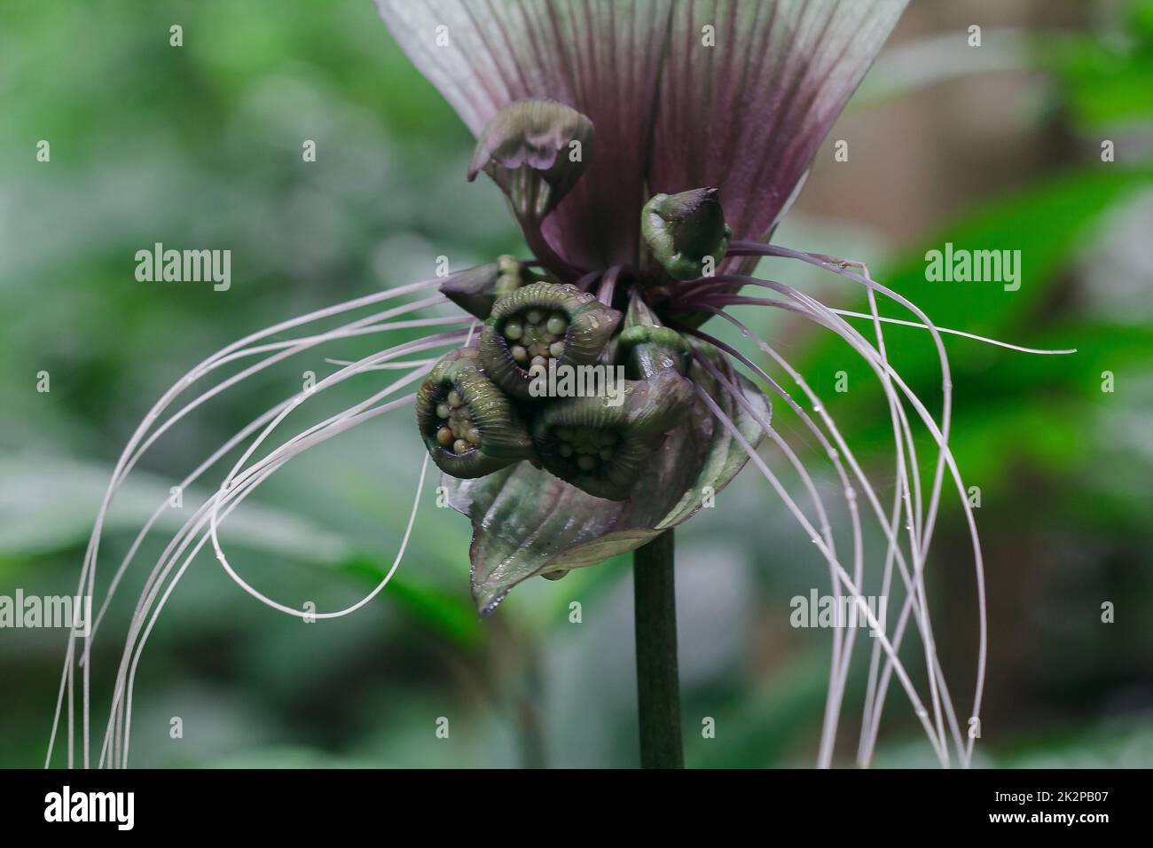 Tacca chantrieri Andre in nature. The flowers are purple, black or dark ...