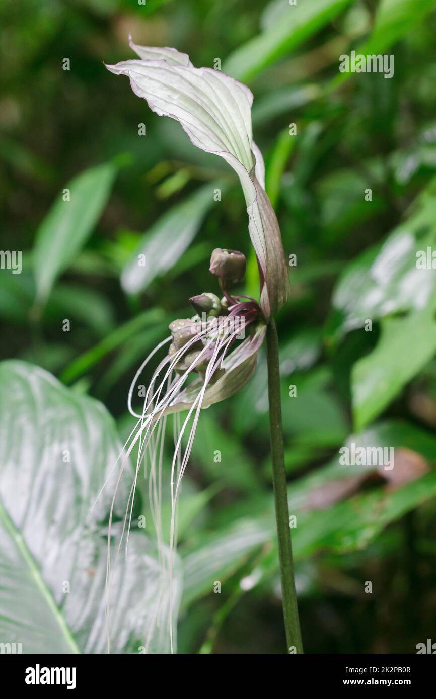 Tacca chantrieri Andre in nature. The flowers are purple, black or dark ...