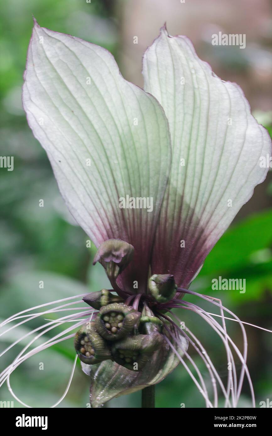 Tacca chantrieri Andre in nature. The flowers are purple, black or dark ...