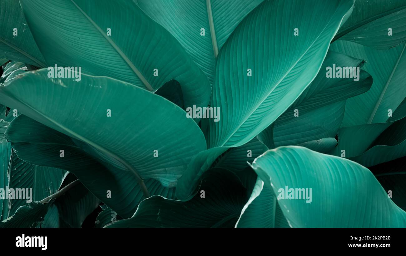 cyan heavy leaves tropical background. back to nature background Stock ...