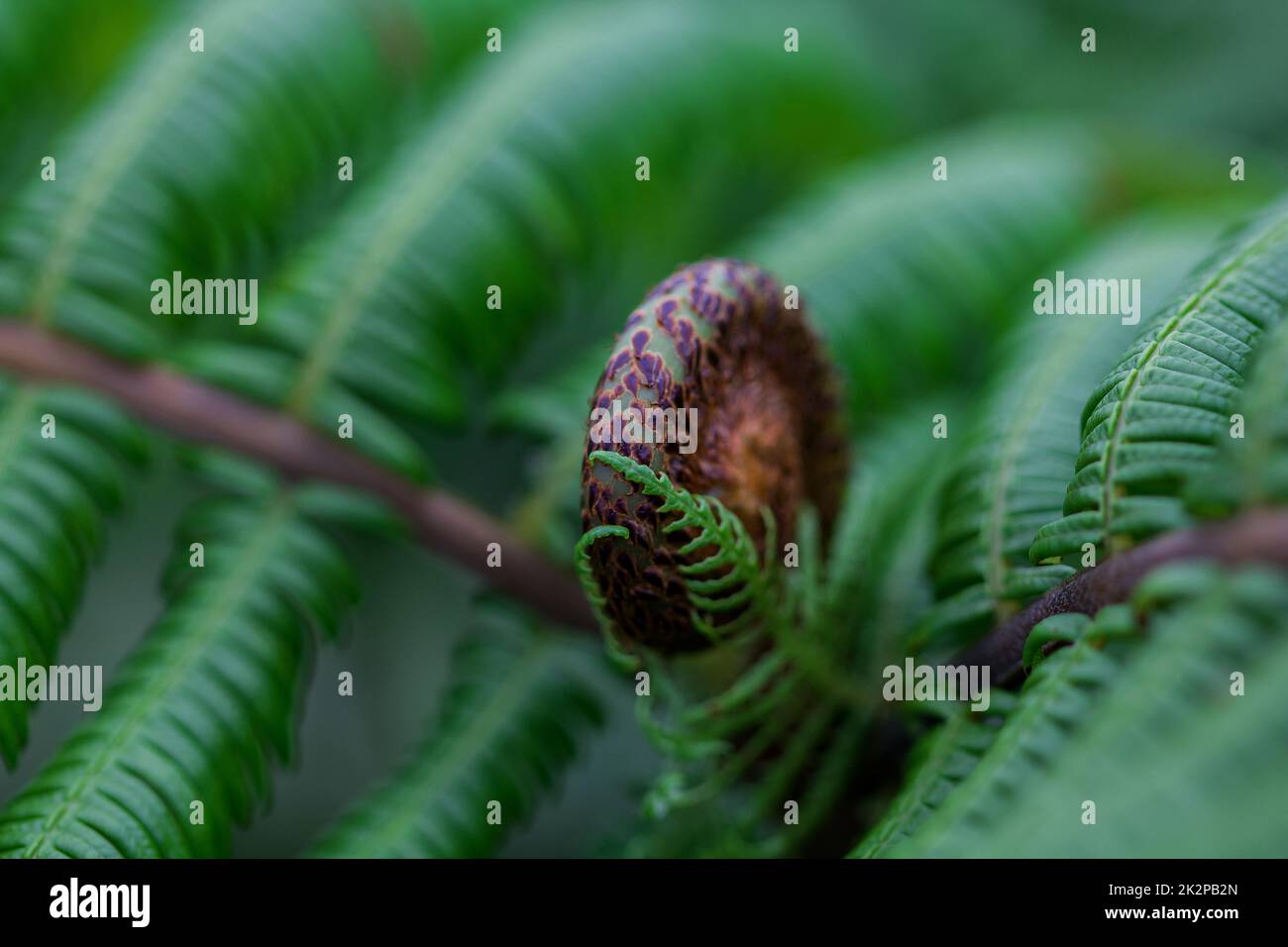 Ferns isolated curled hi-res stock photography and images - Alamy