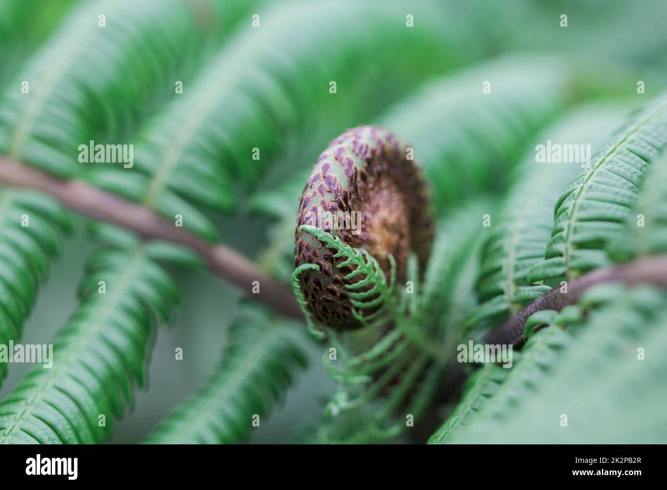 Close-up shots of green and black fern leaves curled Stock Photo - Alamy