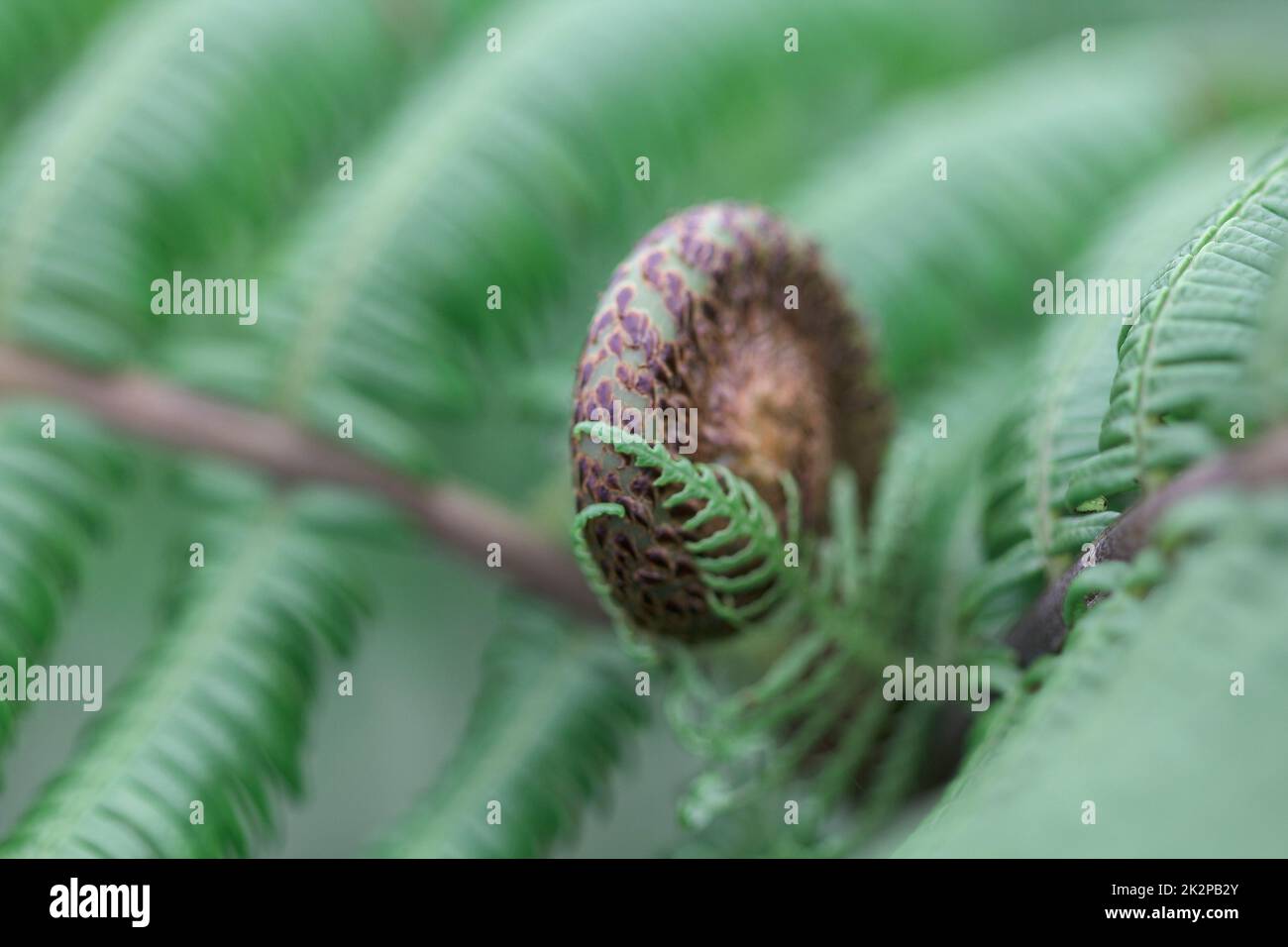 Close-up shots of green and black fern leaves curled Stock Photo - Alamy