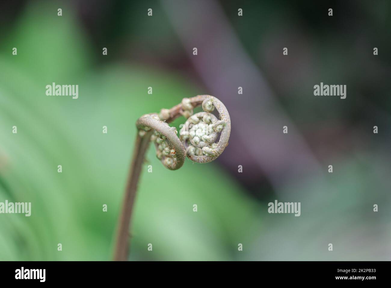 Close-up shots of green and black fern leaves curled Stock Photo - Alamy