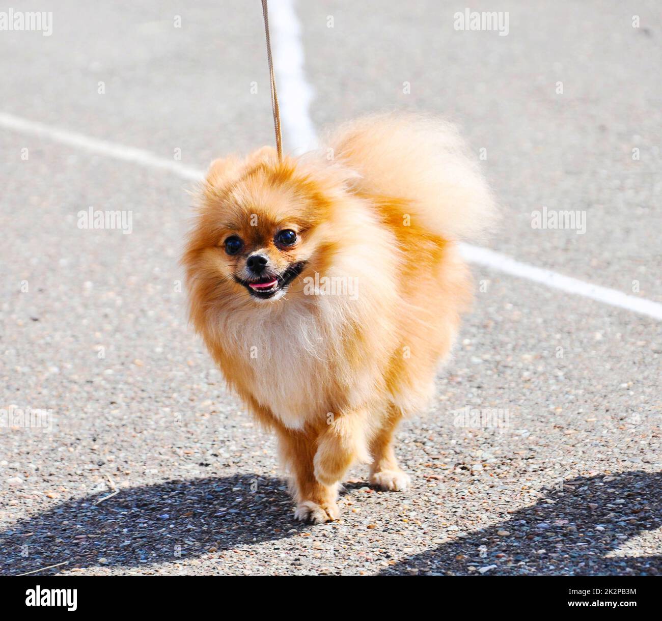 German Spitz breed dog Stock Photo - Alamy