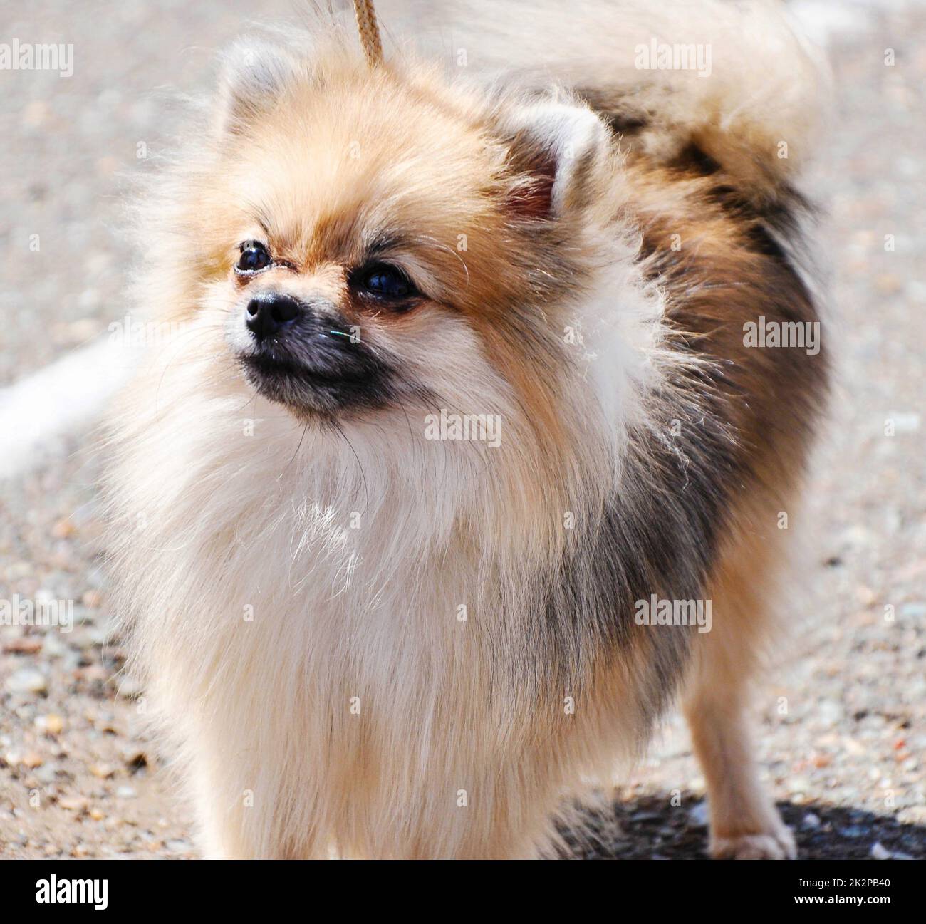 What Is Another Name For A German Spitz