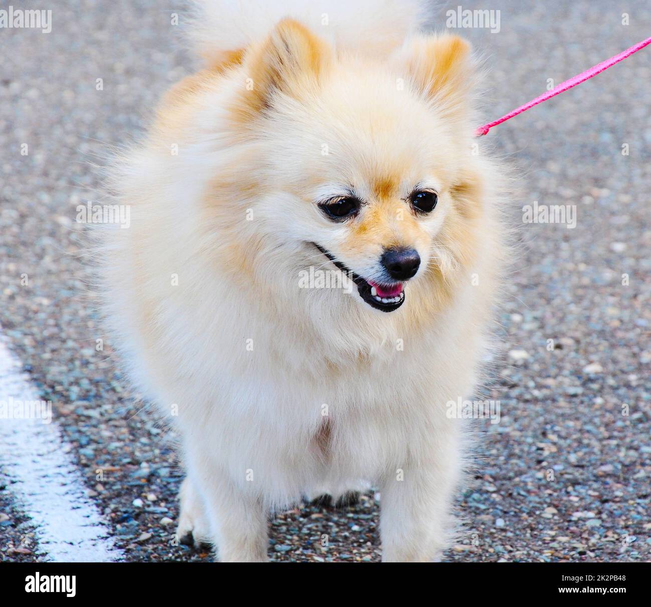 German Spitz breed dog Stock Photo - Alamy