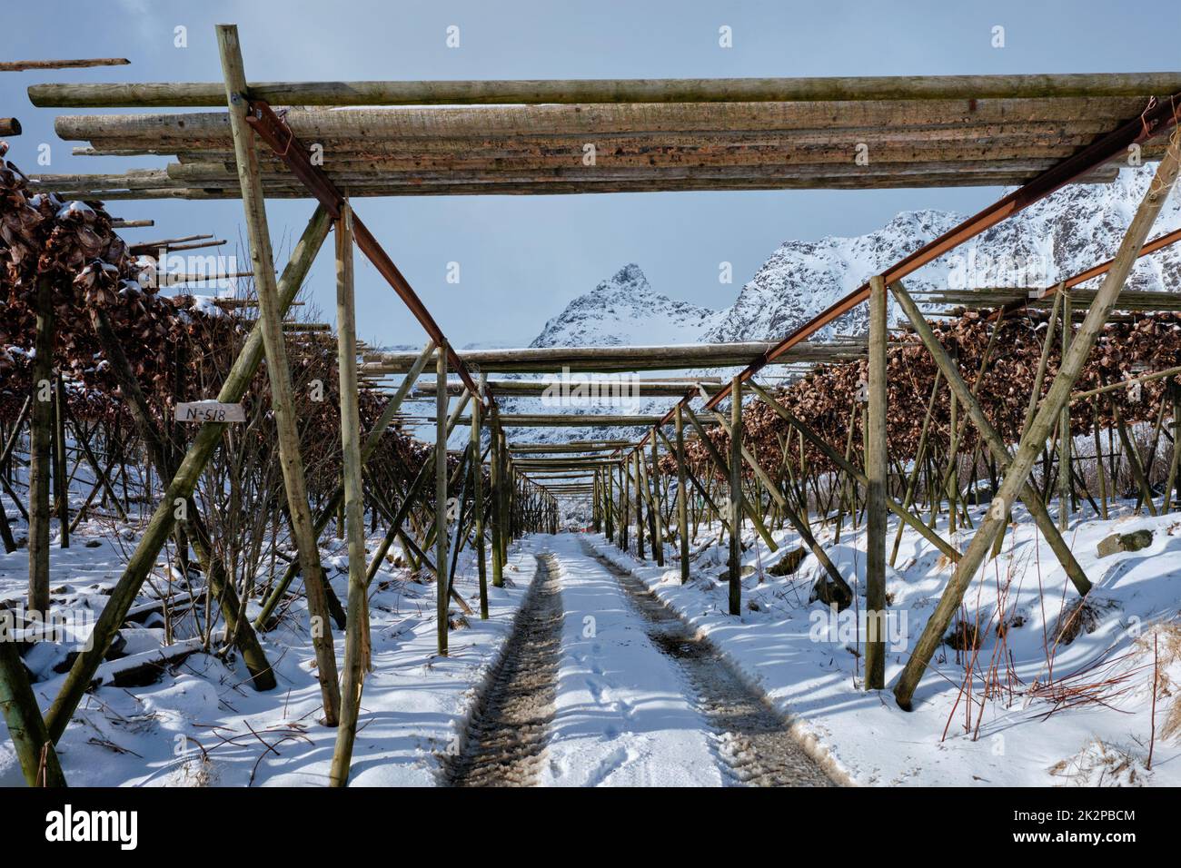 Drying stockfish cod heads in A fishing village in Norway Stock Photo ...