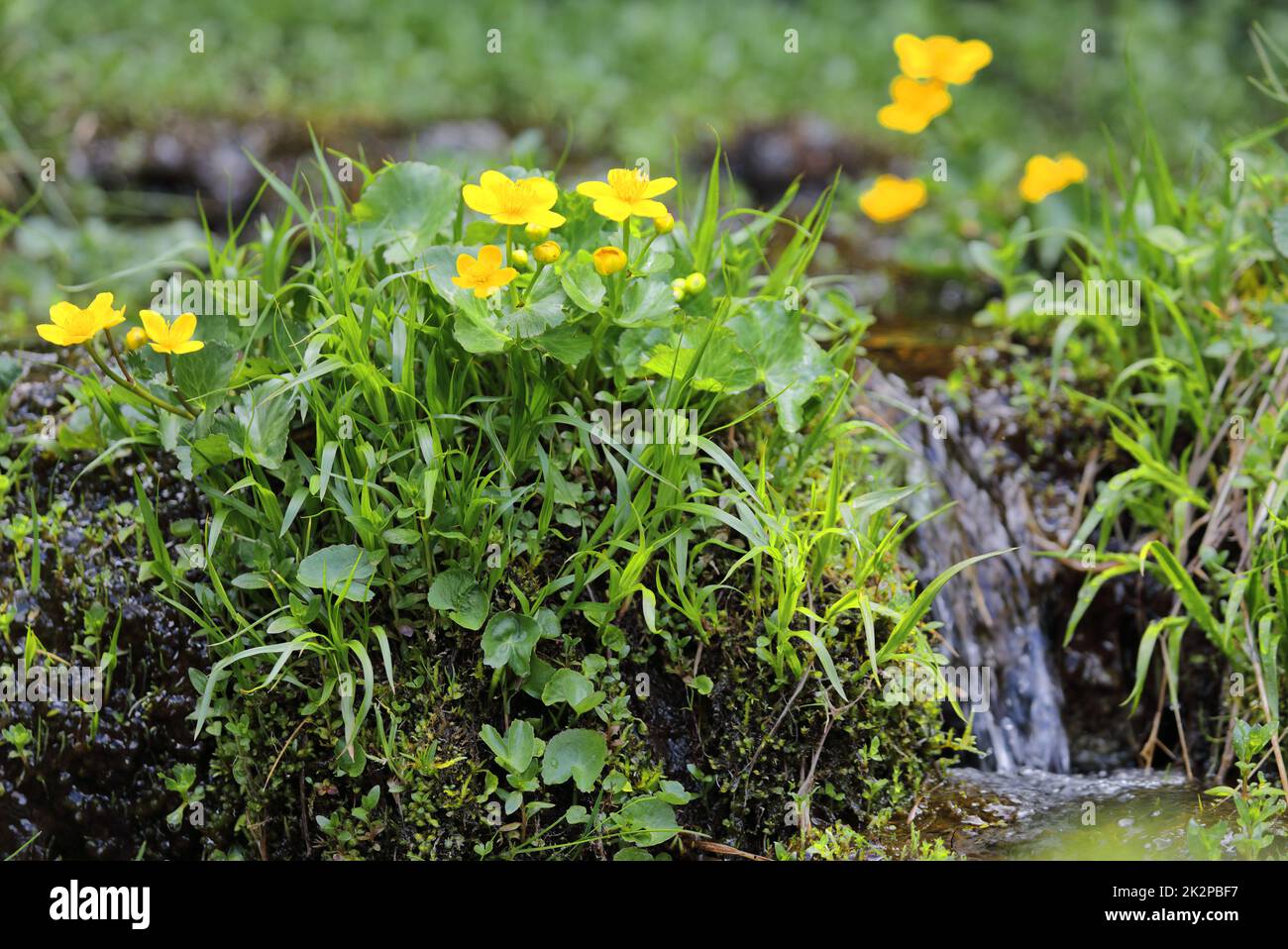 Caltha palustris, yellow flowers growing by the mountain stream Stock ...