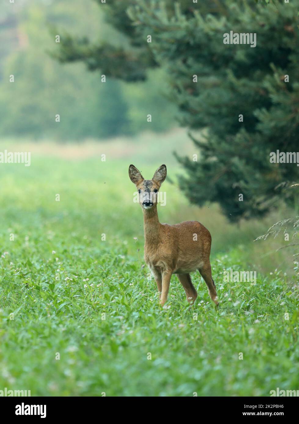 Surprised roe deer, capreolus capreolus, fawn looking into camera from ...