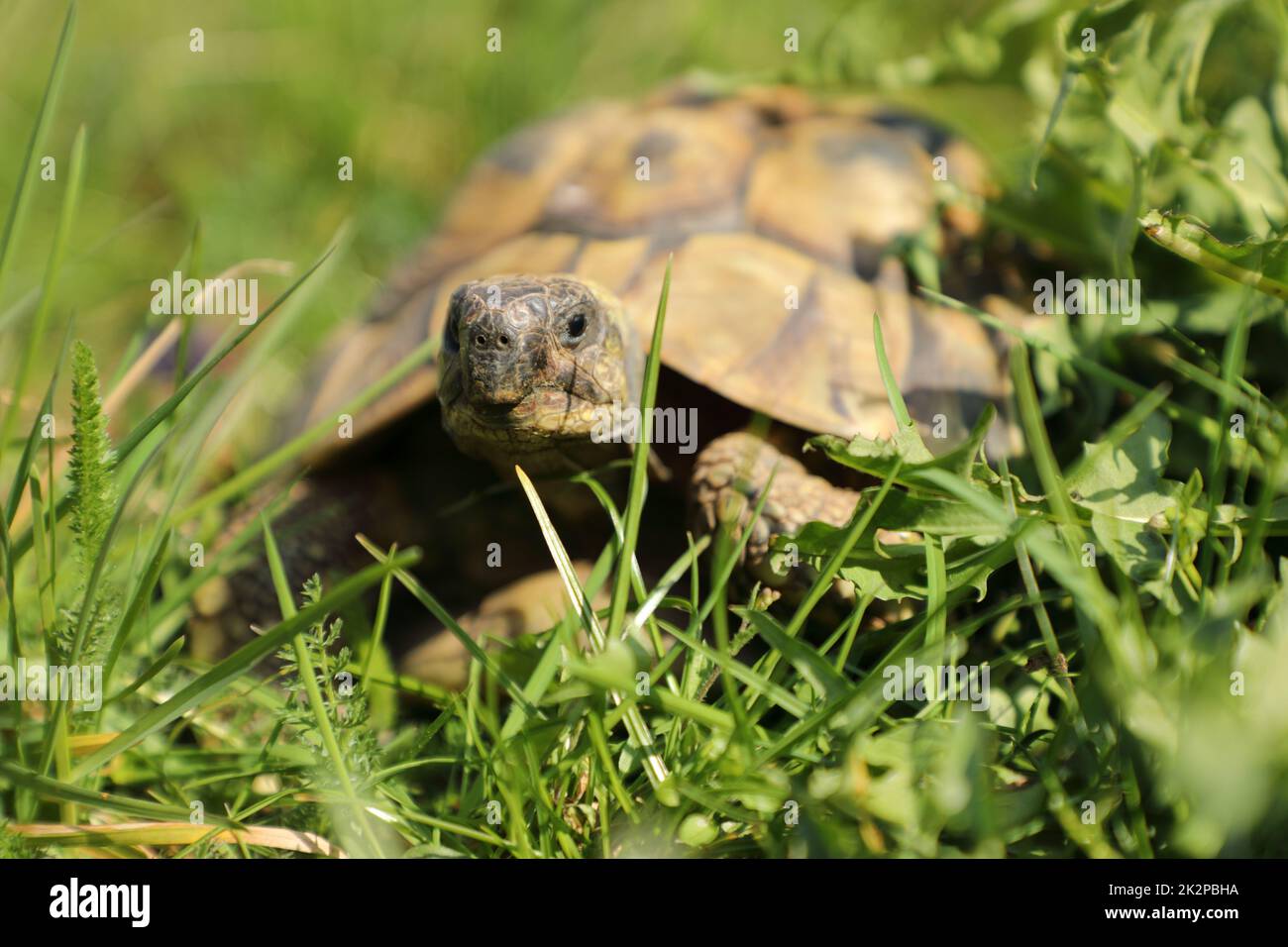 adult female hermanni tortoise in green grass Stock Photo - Alamy