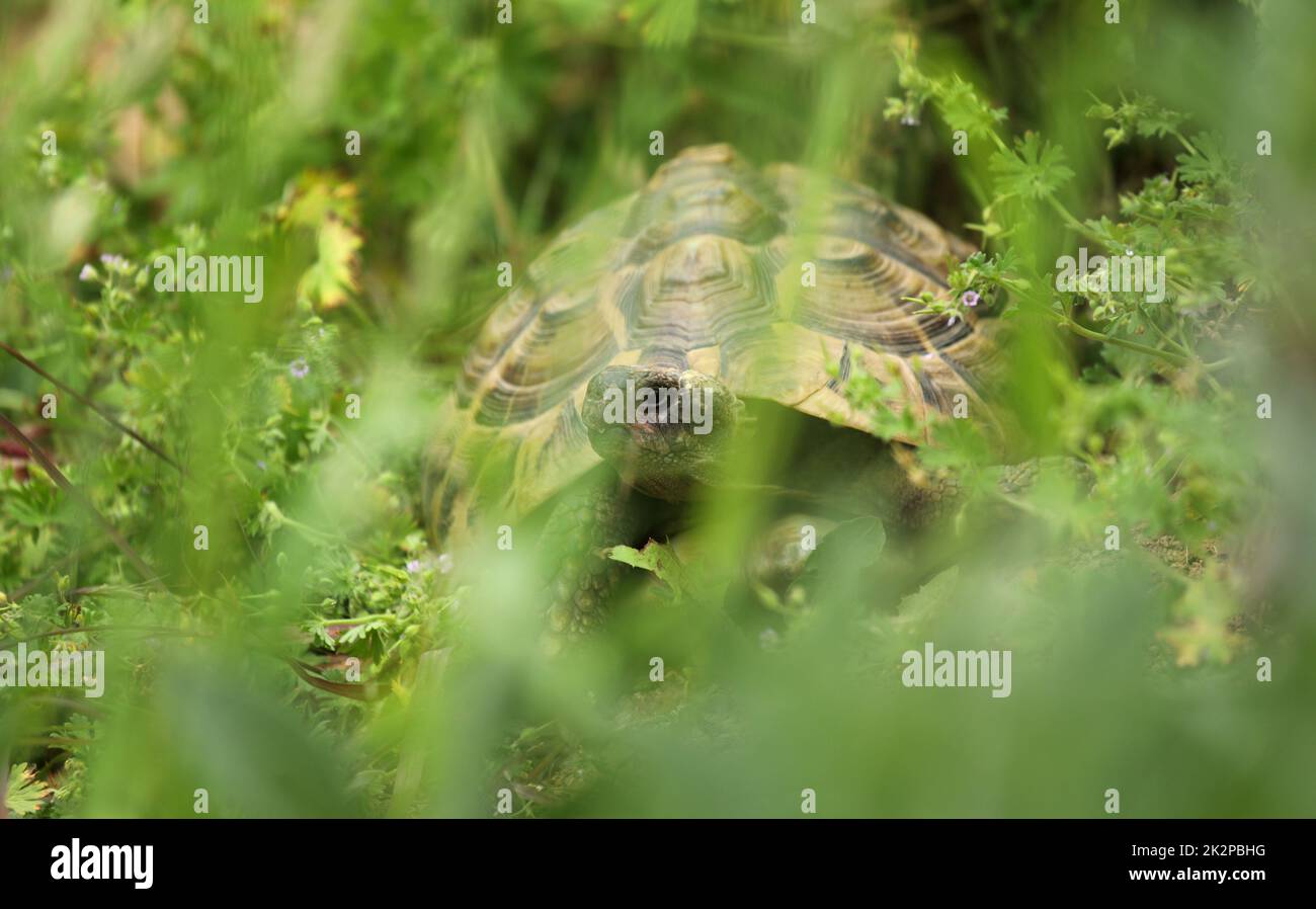 Turtle Testudo hermanni tortoise in the garden hiden behind the grass ...