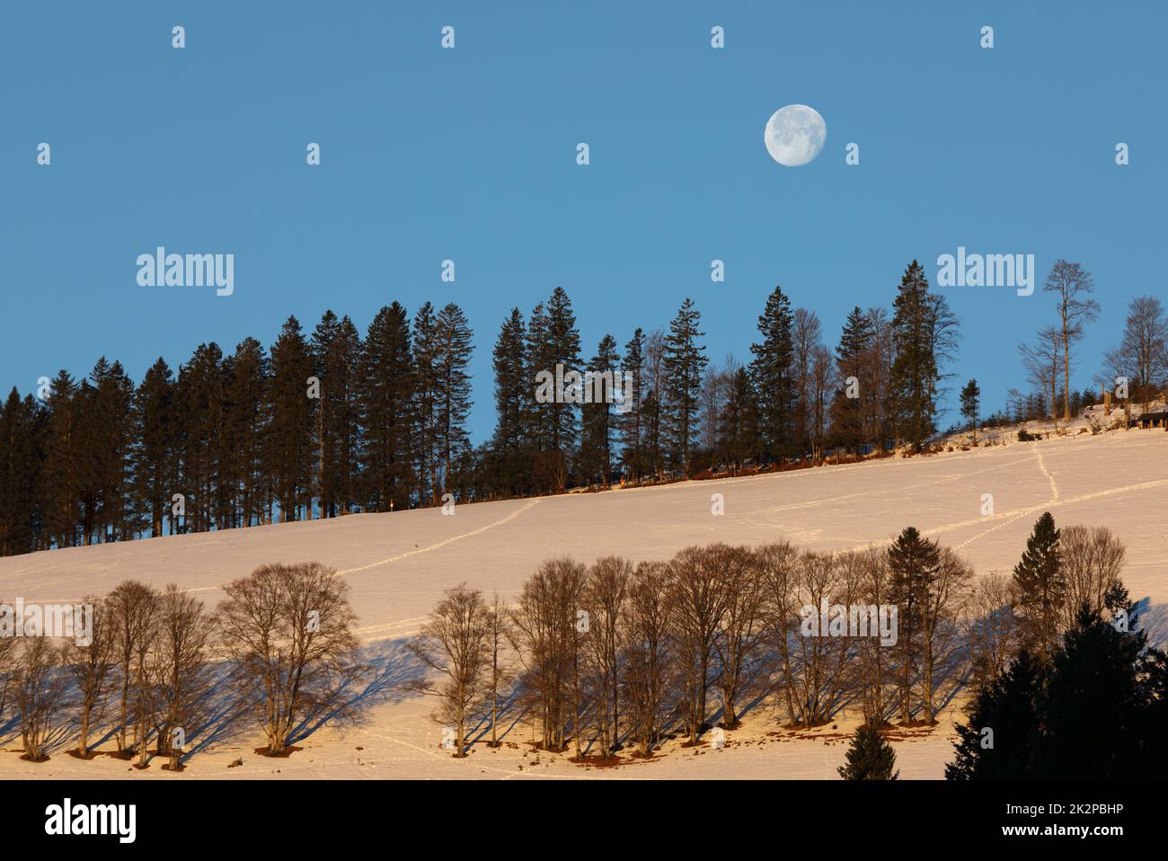Moon and forest hi-res stock photography and images - Alamy