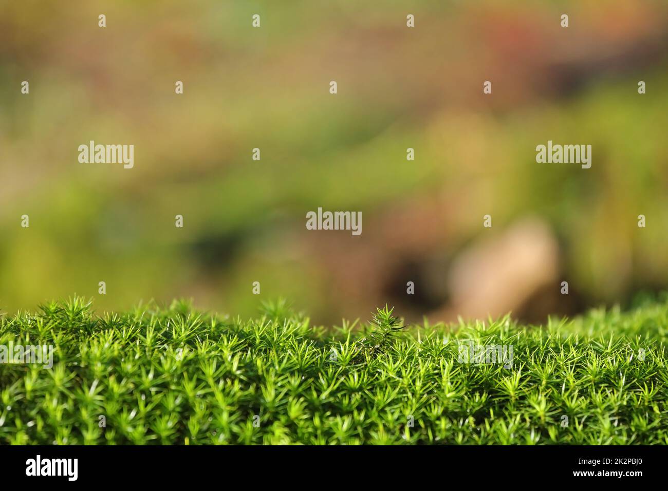 moss in fresh green with free space Stock Photo - Alamy