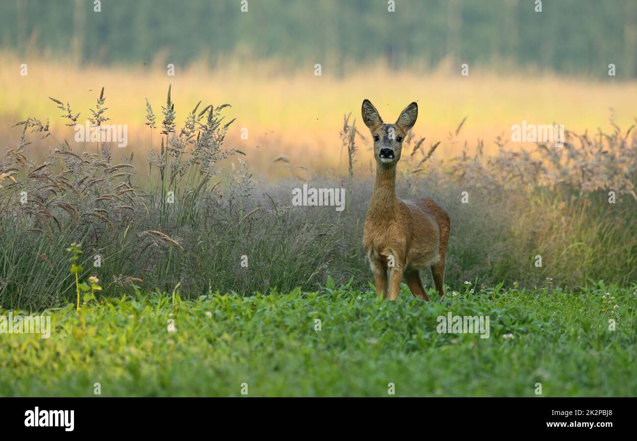 Surprised roe deer, capreolus capreolus, fawn looking into camera from ...
